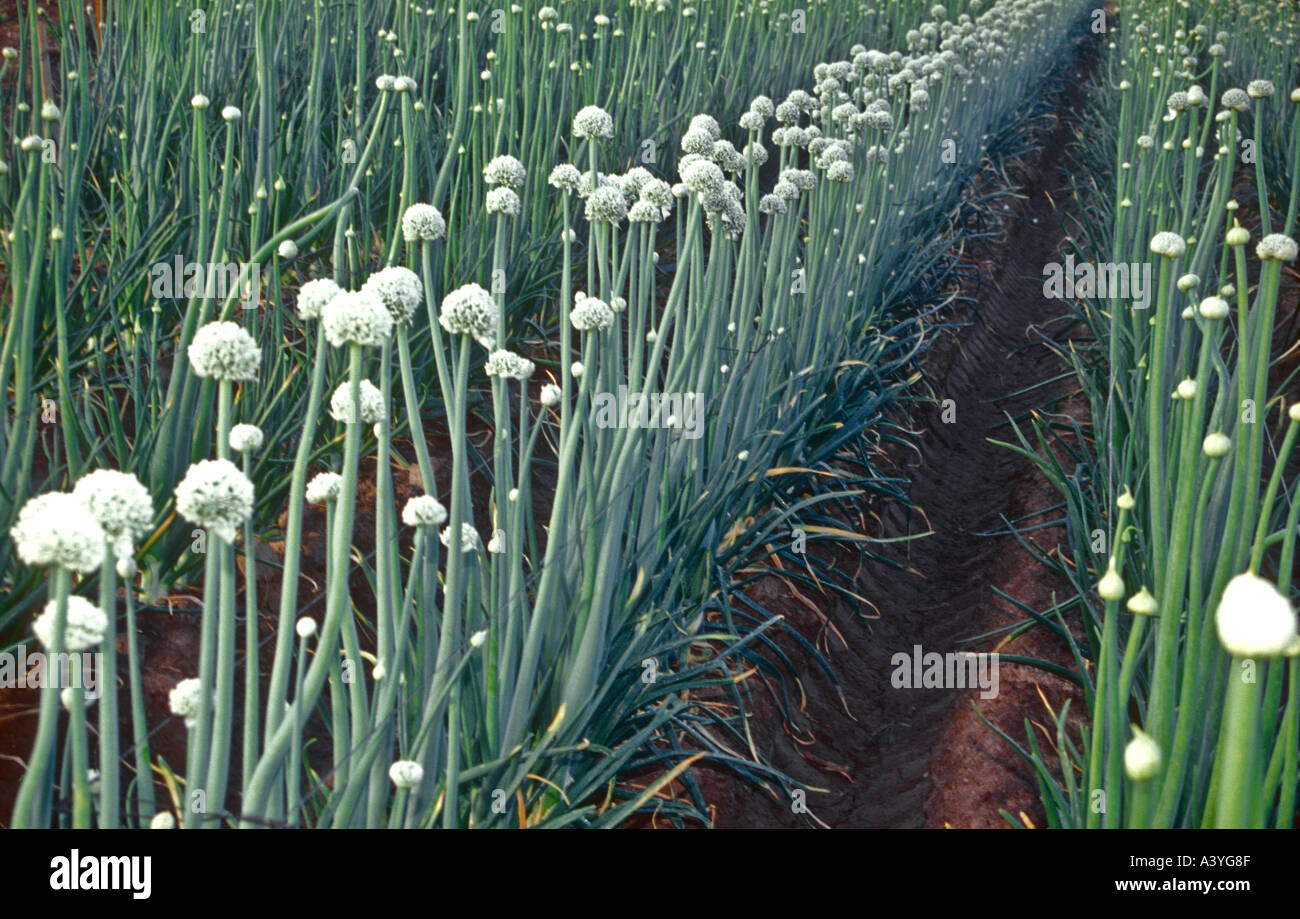 Export onion hi-res stock photography and images - Alamy