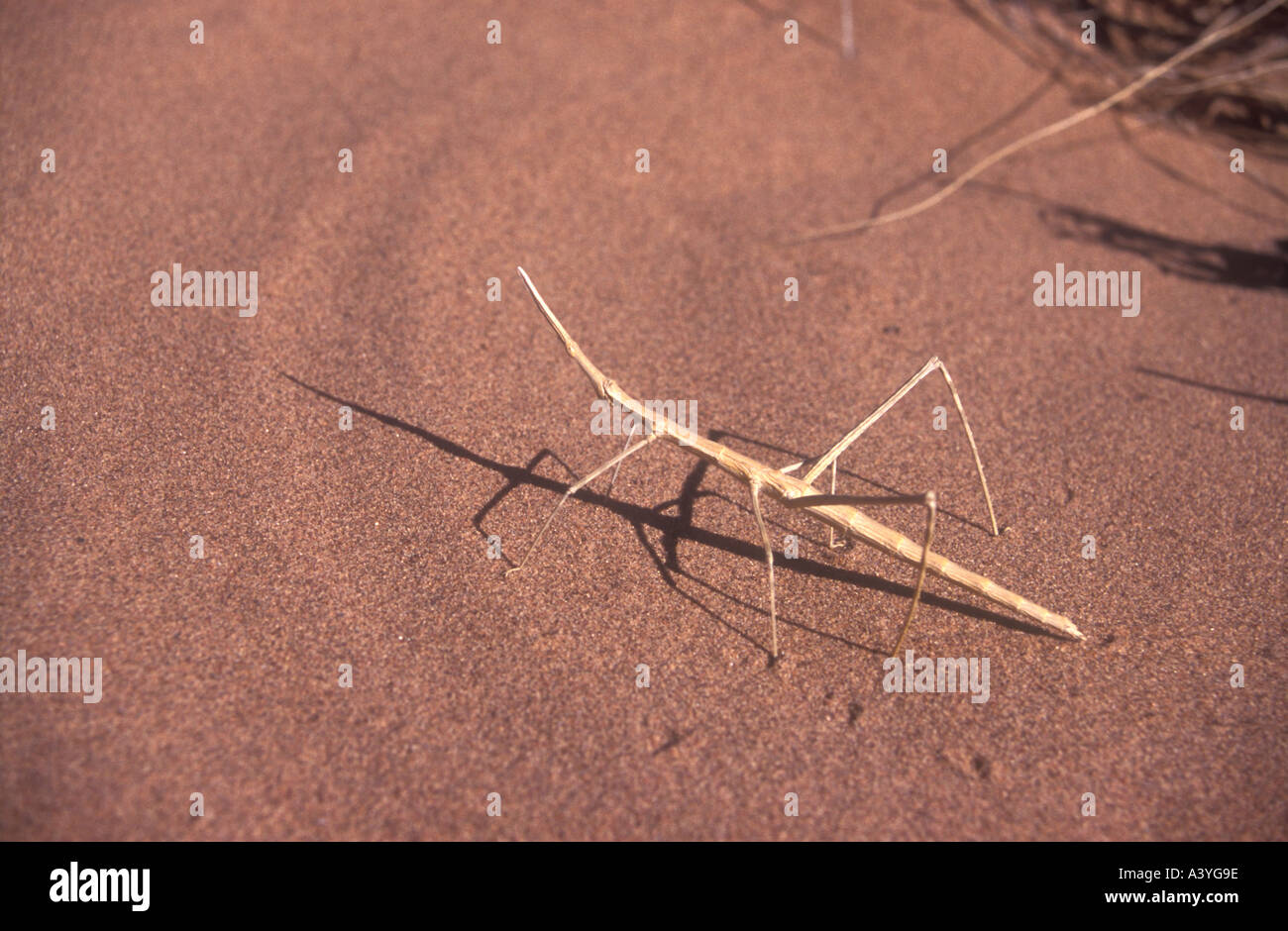 Stick bug from the desert dunes near San Juan province at western ...