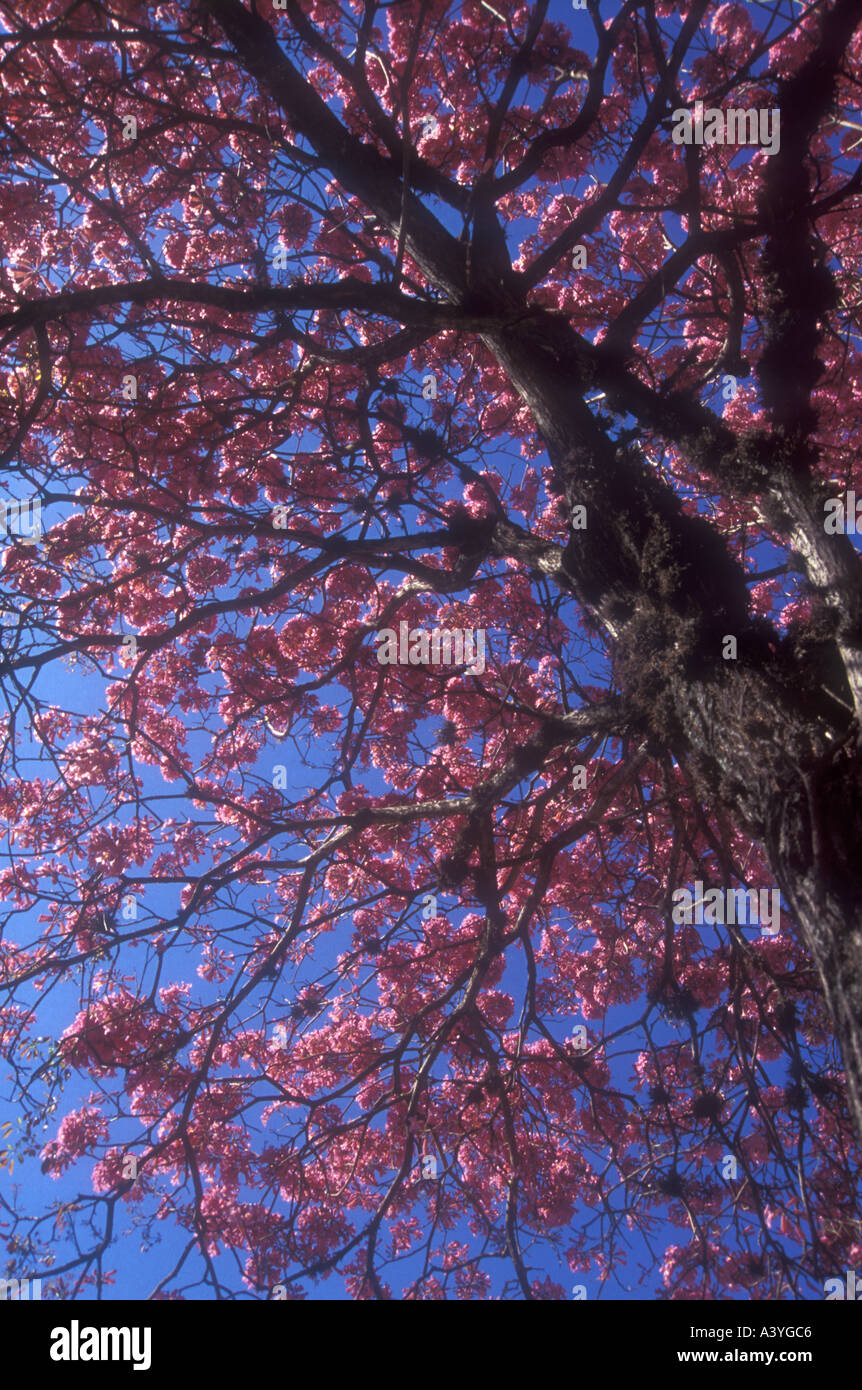 Lapacho flowering tree hi-res stock photography and images - Alamy