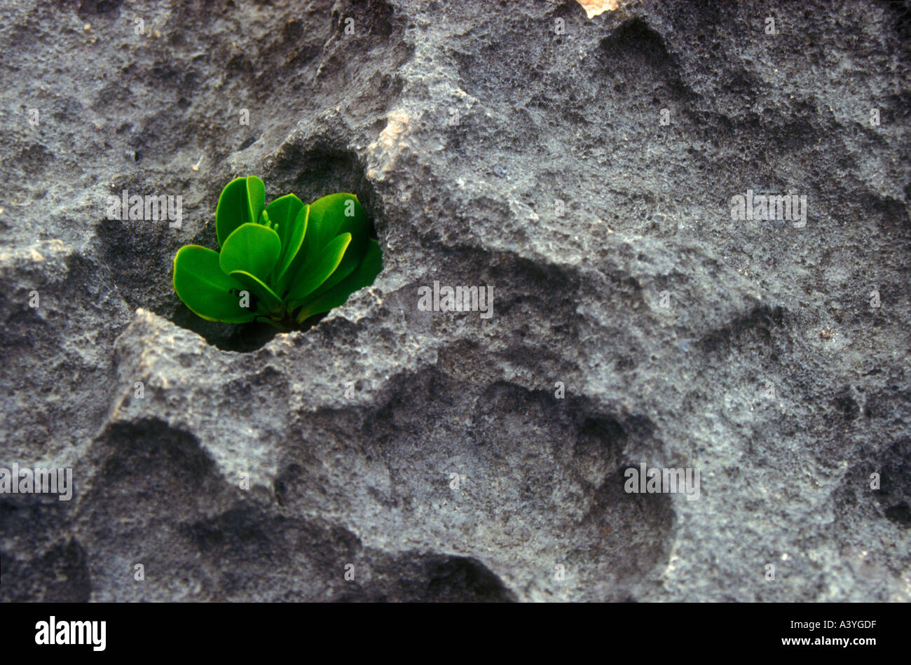 Stony seed hi-res stock photography and images - Alamy