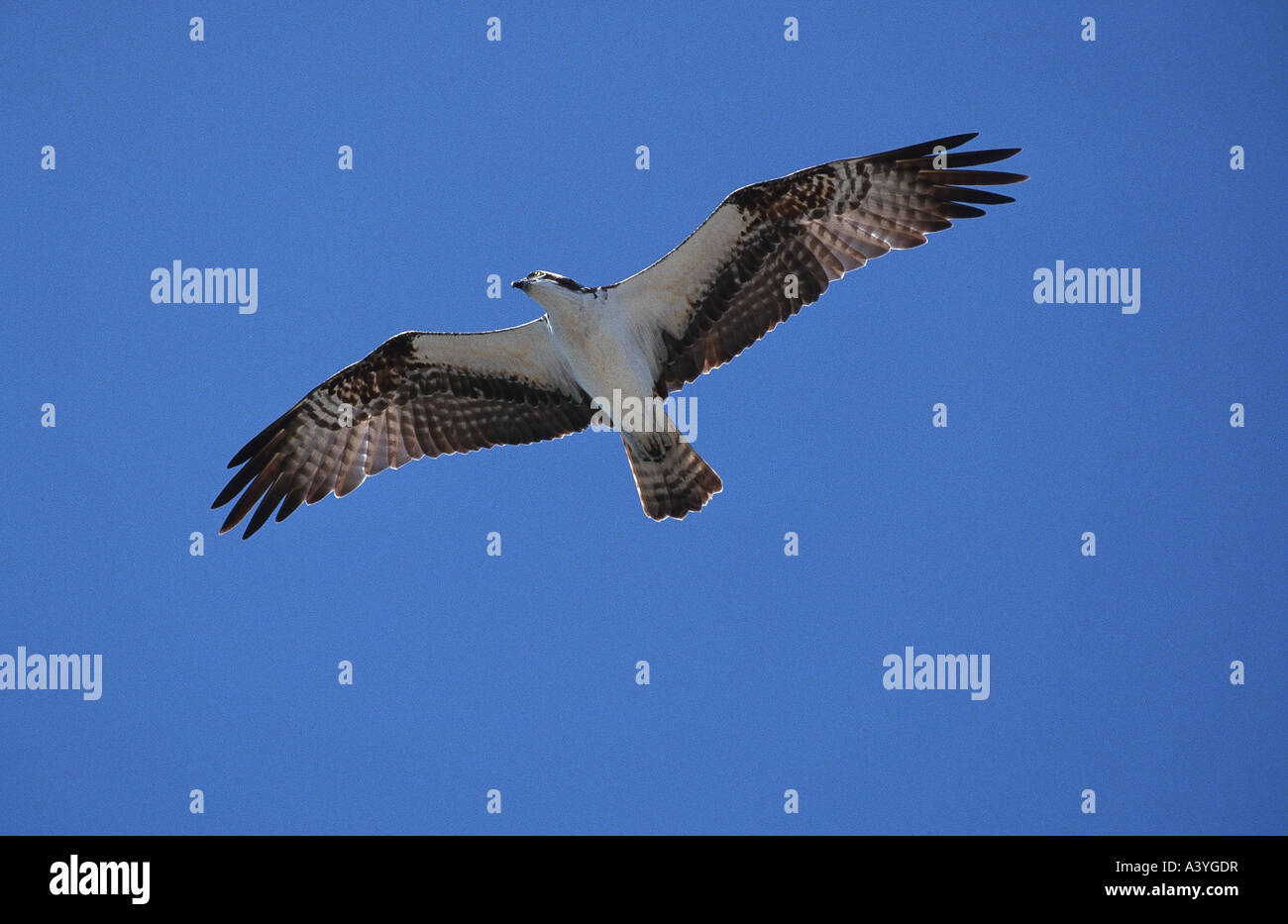 osprey, fish hawk (Pandion haliaetus), flying, USA, Florida Stock Photo ...