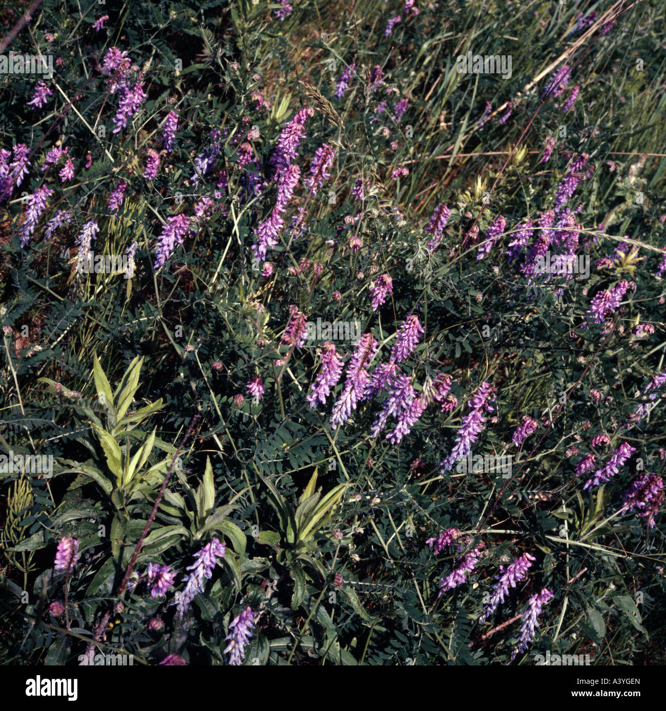 West Hawk Lake, Manitoba, Canada. Whiteshell Provincial Park Stock ...