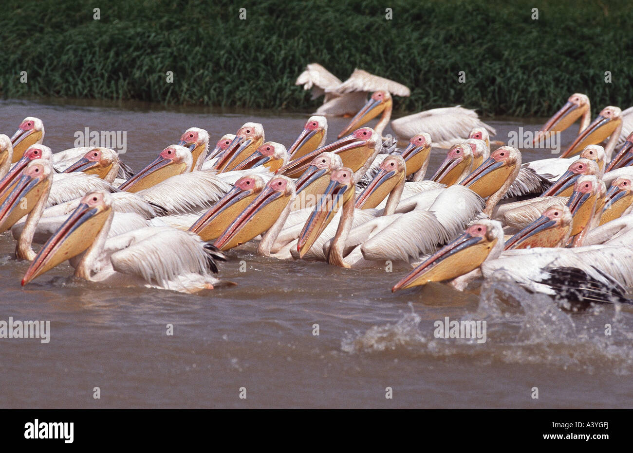 eastern white pelican (Pelecanus onocrotalus), swimming group, Senegal ...