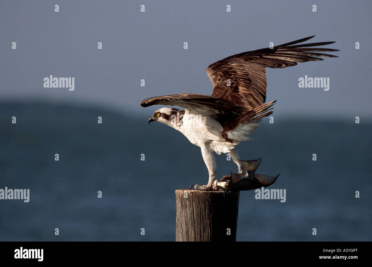 osprey, fish hawk (Pandion haliaetus), with captured fish, Florida ...