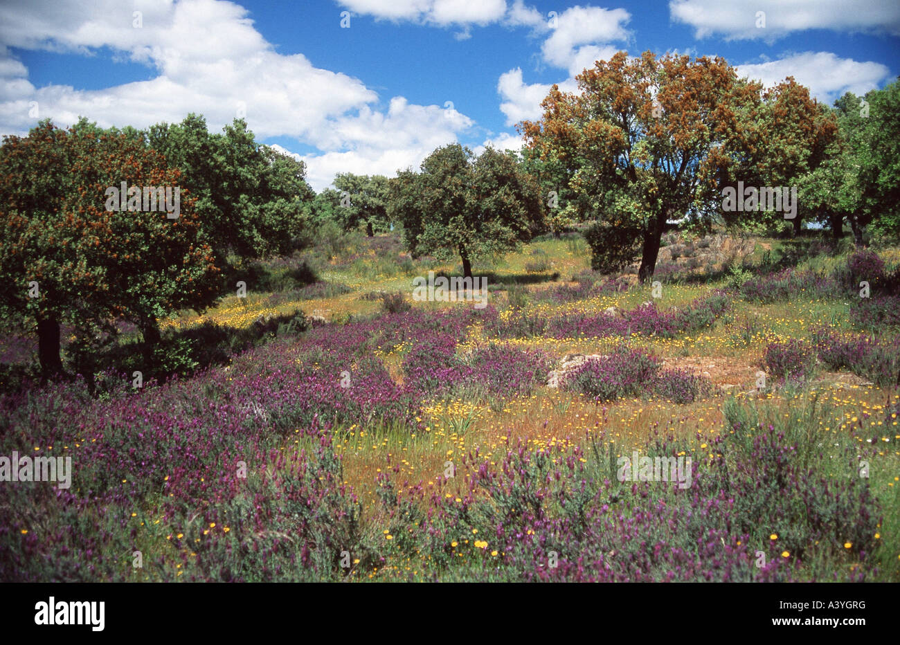 holm oak, evergreen oak (Quercus ilex), blooming tree population, Spain ...