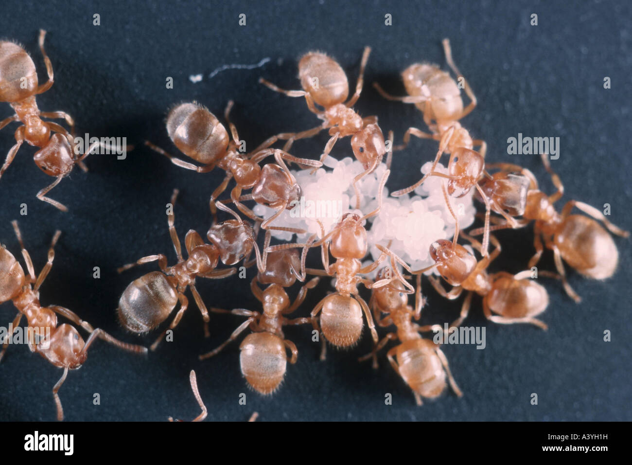 mound ant, yellow ant, yellow meadow ant, yellow turf ant (Lasius ...