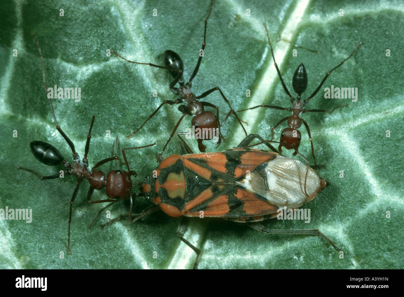 Ant system hi-res stock photography and images - Alamy