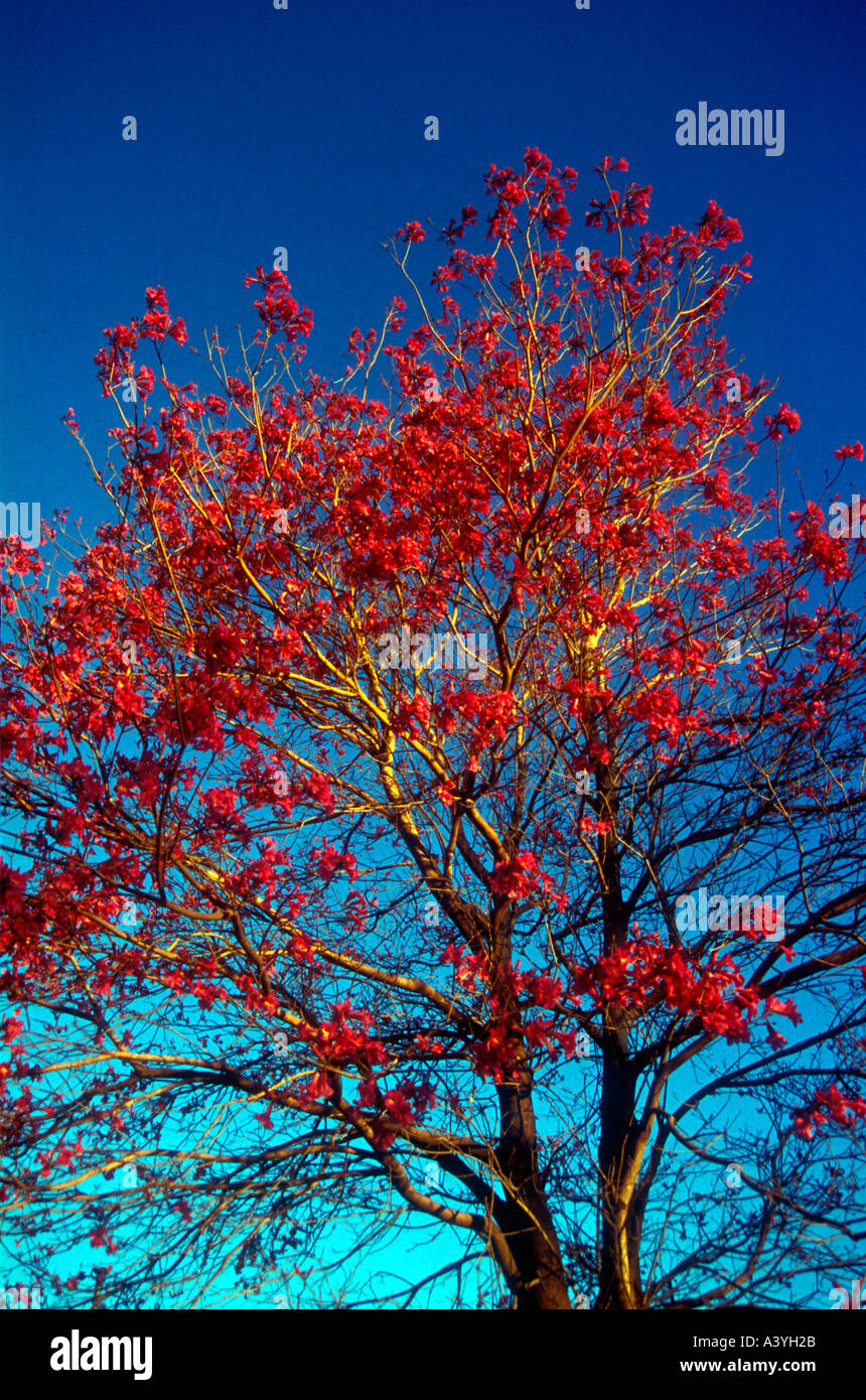 Tabebuia or Lapacho flowering tree from rainy forests in north-western ...