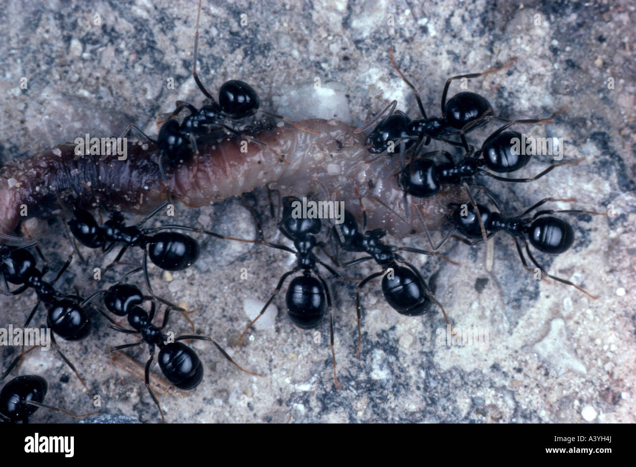 jet ant, shining jet black ant (Lasius fuliginosus), with prey Stock ...