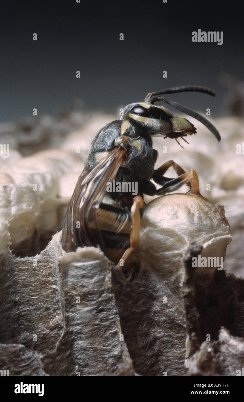 German wasp (Vespula germanica), hatching Stock Photo - Alamy