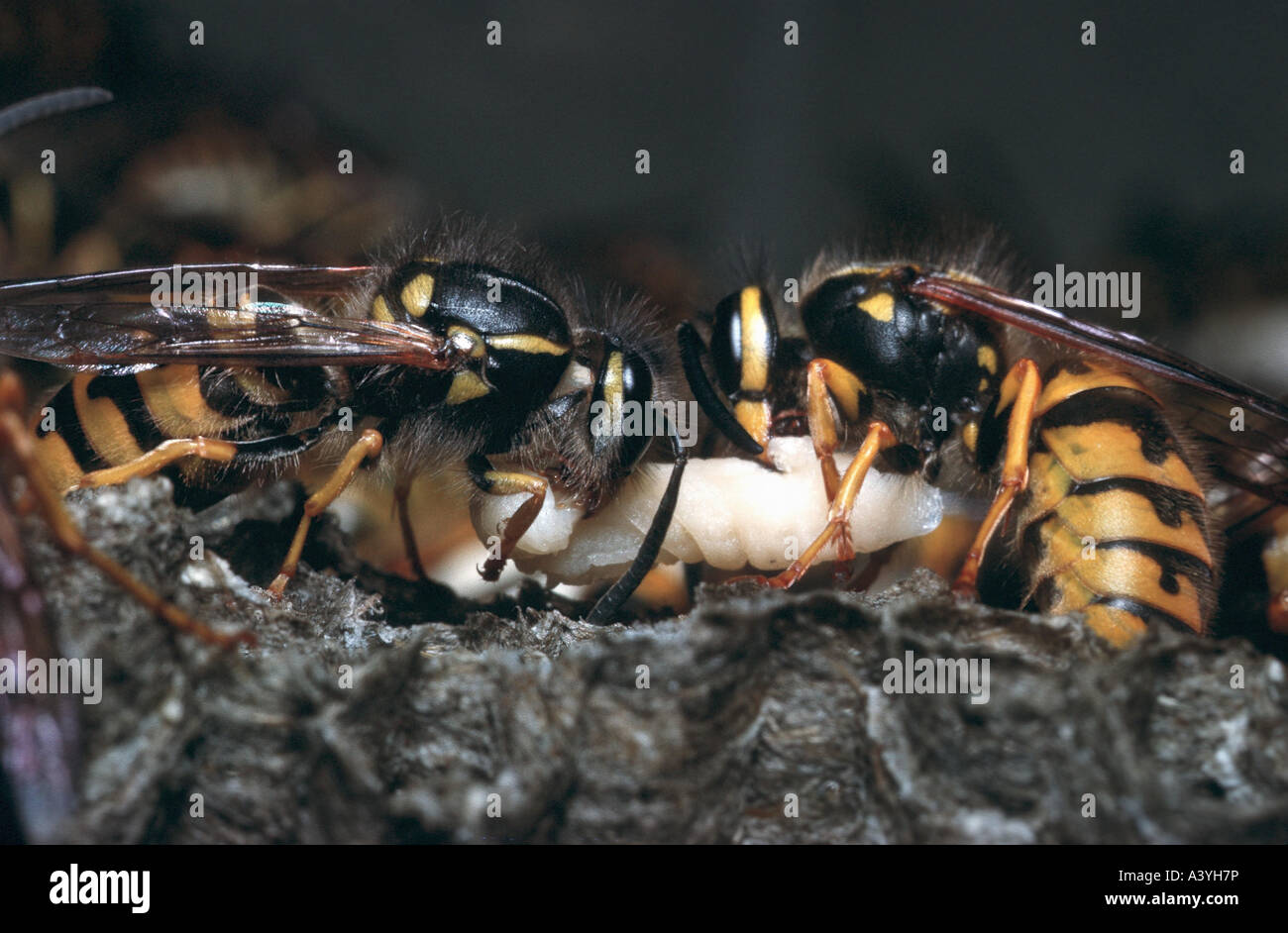 German wasp (Vespula germanica), with pupa Stock Photo - Alamy
