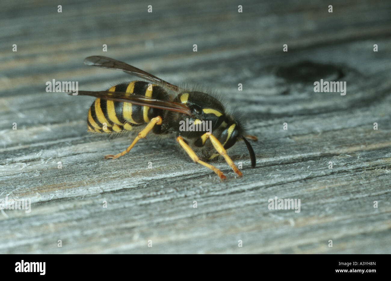 German wasp (Vespula germanica Stock Photo - Alamy