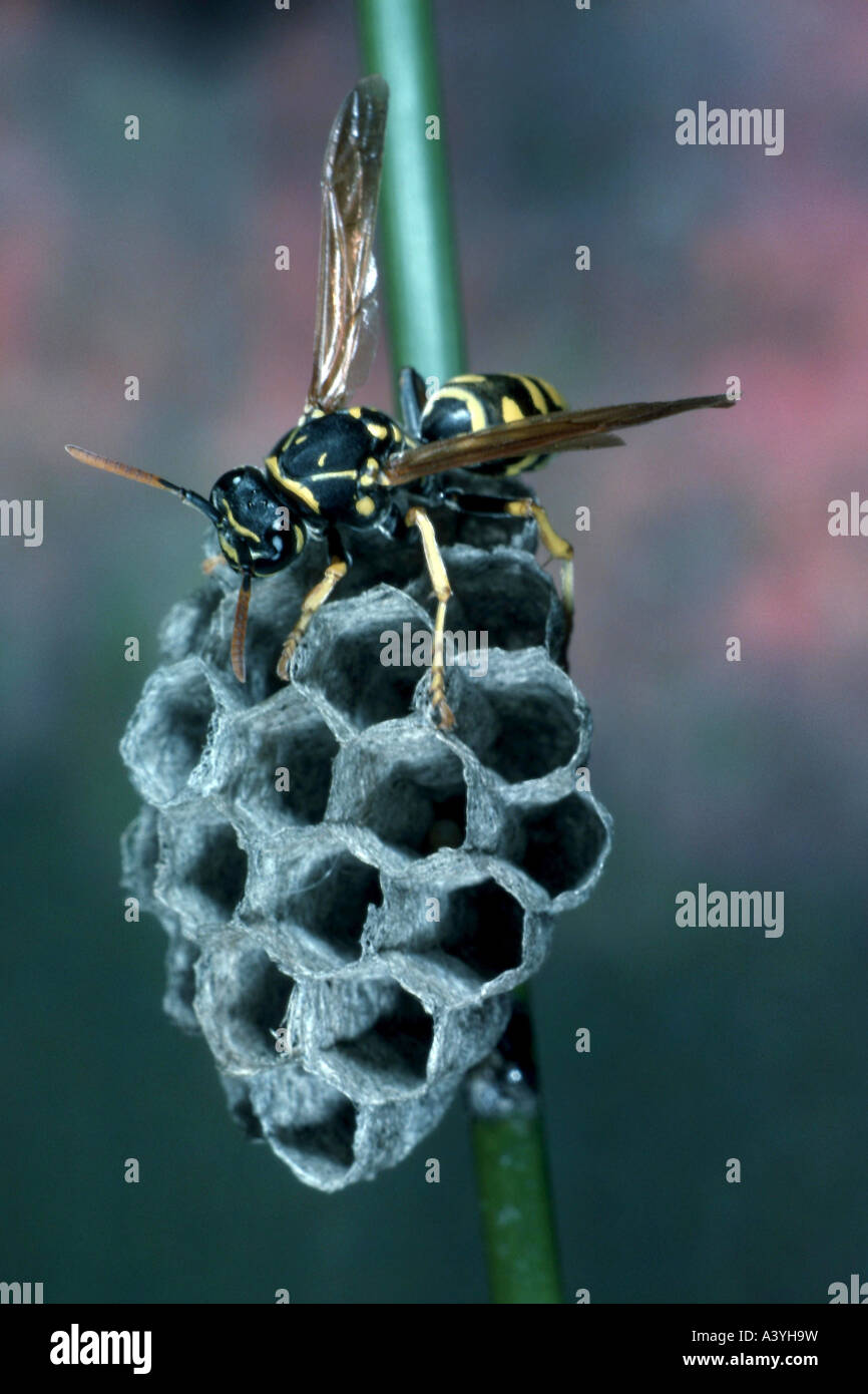 Polistes paper wasp nest hi-res stock photography and images - Alamy