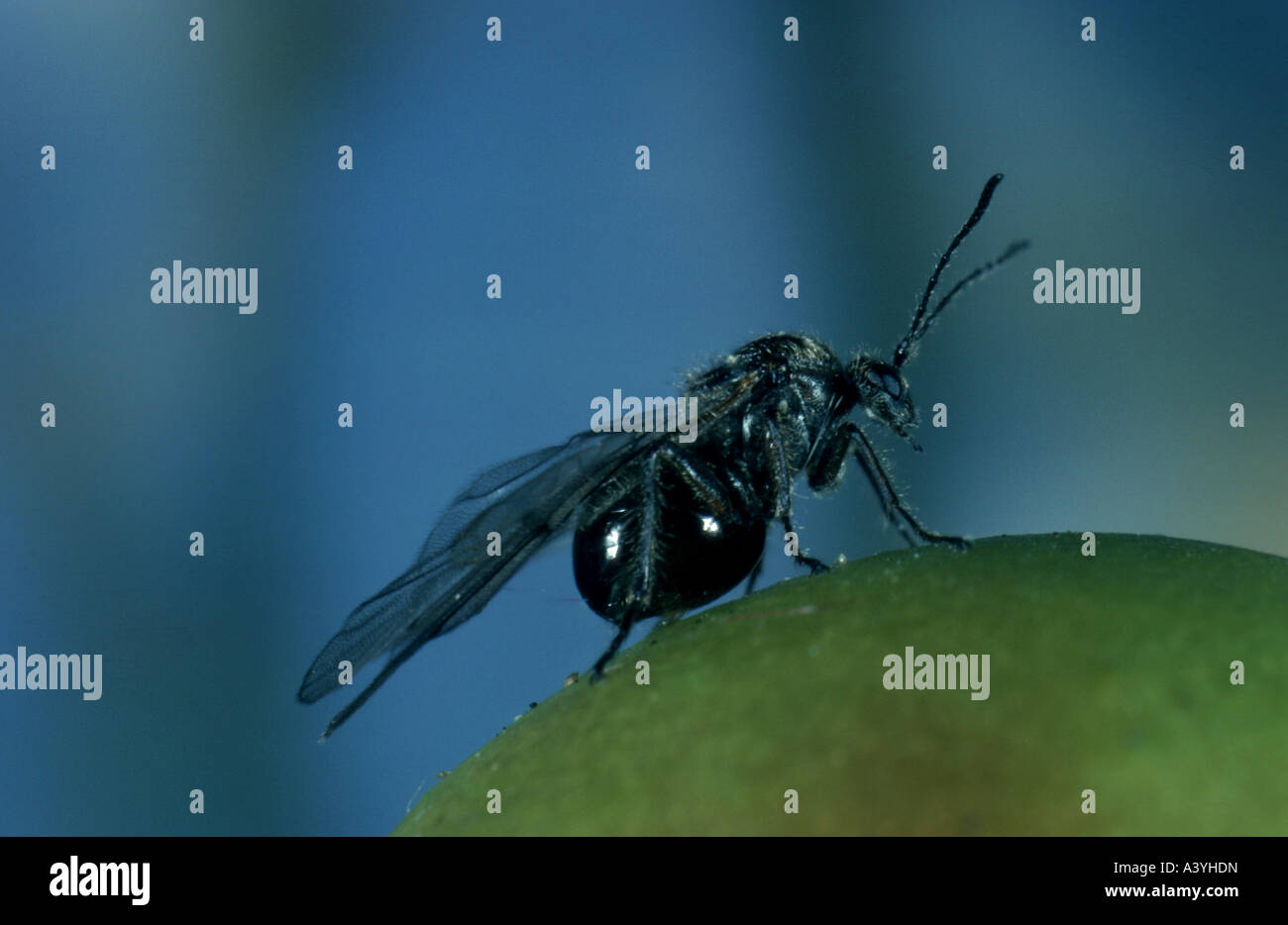 common oak gallwasp, oak leaf cherry-gall cynipid ( cherry gall ...