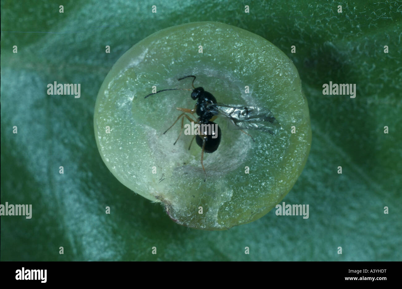 common oak gallwasp, oak leaf cherry-gall cynipid ( cherry gall ...