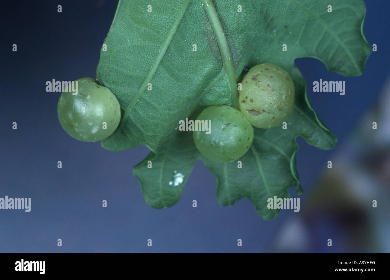 Cherry gall cynipid hi-res stock photography and images - Alamy