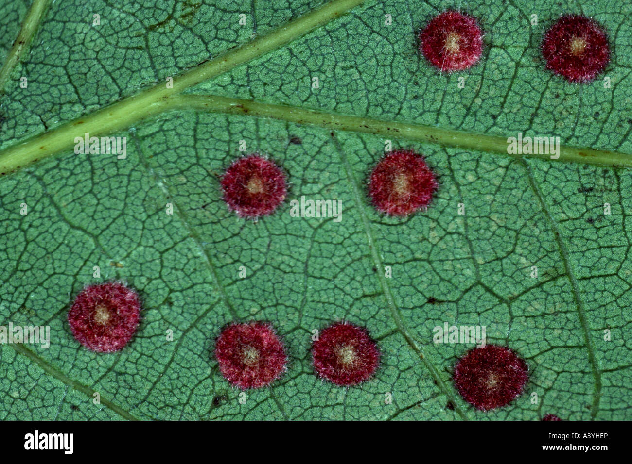 oak leaf blister-gall cynipid wasp, oakleaf silkbutton-spanglegall ...
