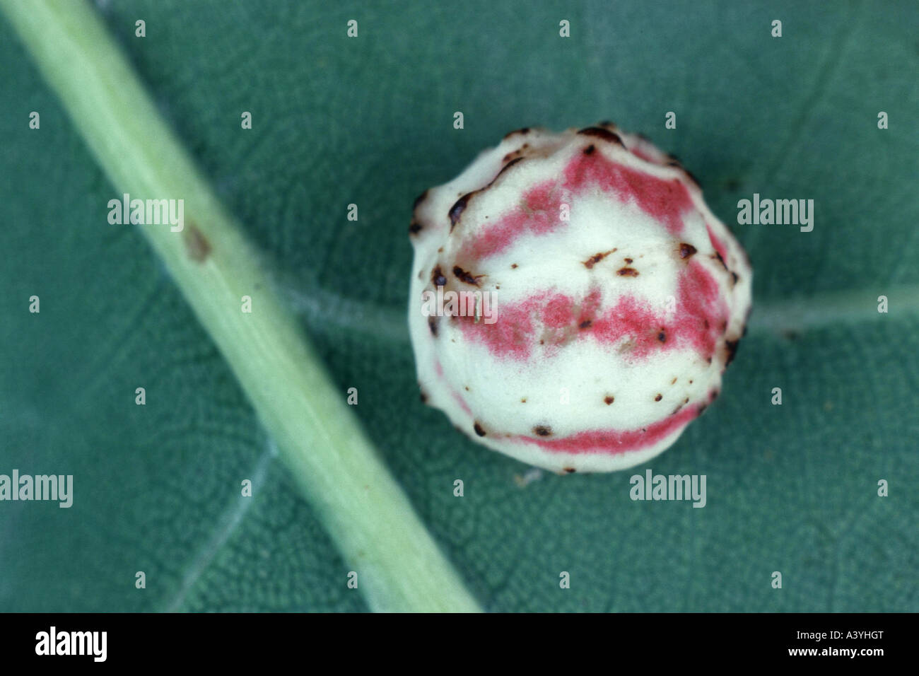 oak leaf striped-gall cynipid wasp (Cynips longiventris), gall on an ...