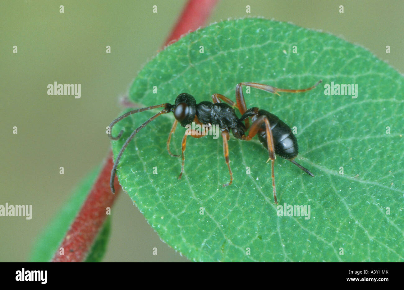 ichneumon fly (Gelis spec Stock Photo - Alamy