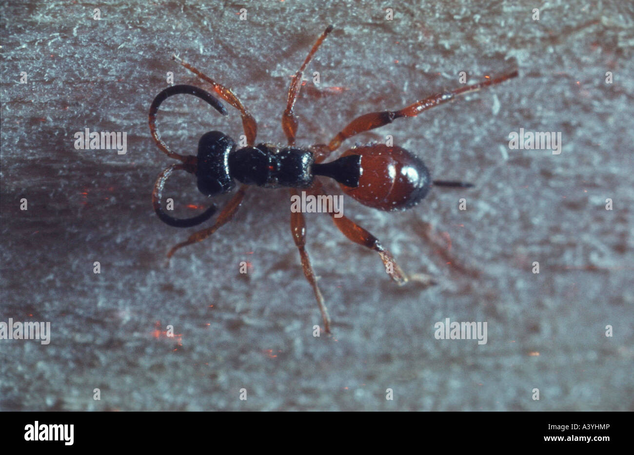 Gelis 1 hi-res stock photography and images - Alamy