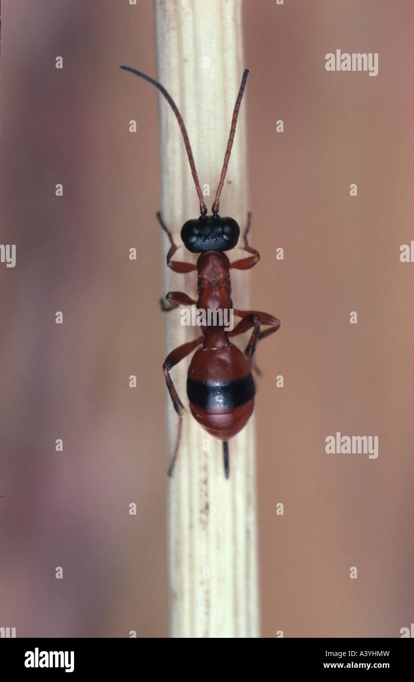 Gelis hi-res stock photography and images - Alamy