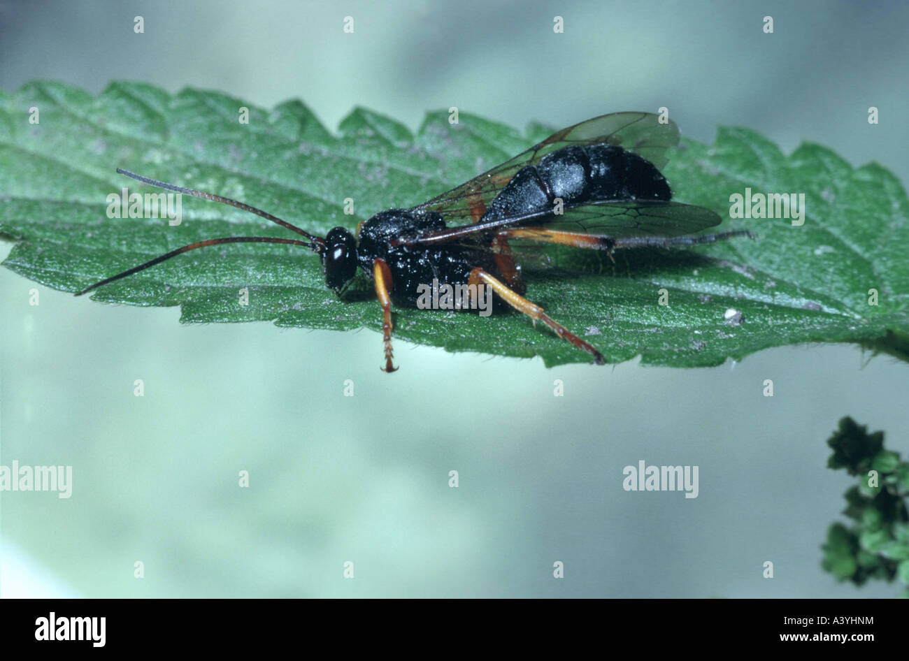 Pimpla Instigator High Resolution Stock Photography and Images - Alamy