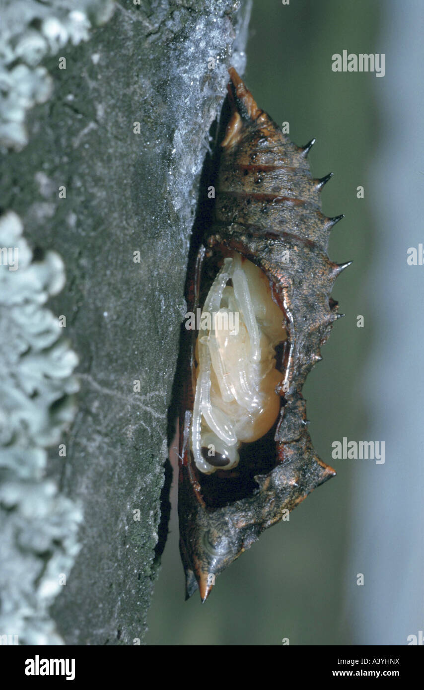 ichneumon fly (Pimpla instigator), pupa in butterfly pupa Stock Photo ...