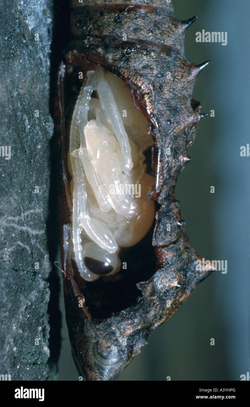 ichneumon fly (Pimpla instigator), pupa in butterfly pupa Stock Photo ...