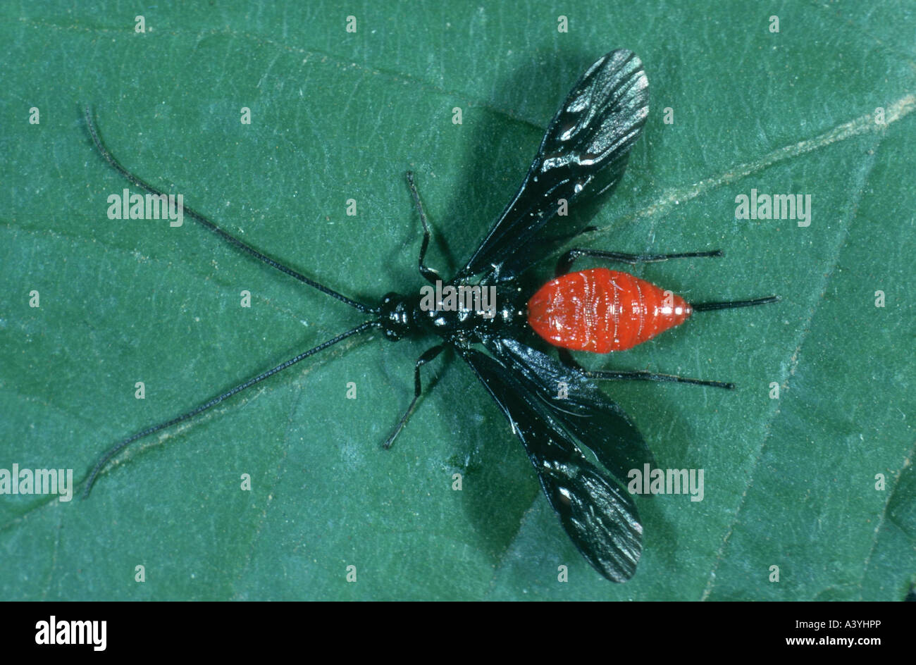 ichneumon fly (Iphiaulax imperator Stock Photo - Alamy