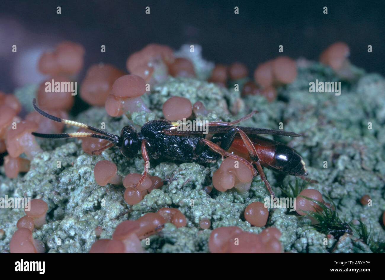 ichneumon fly (Ichneumon extensorius), female Stock Photo - Alamy