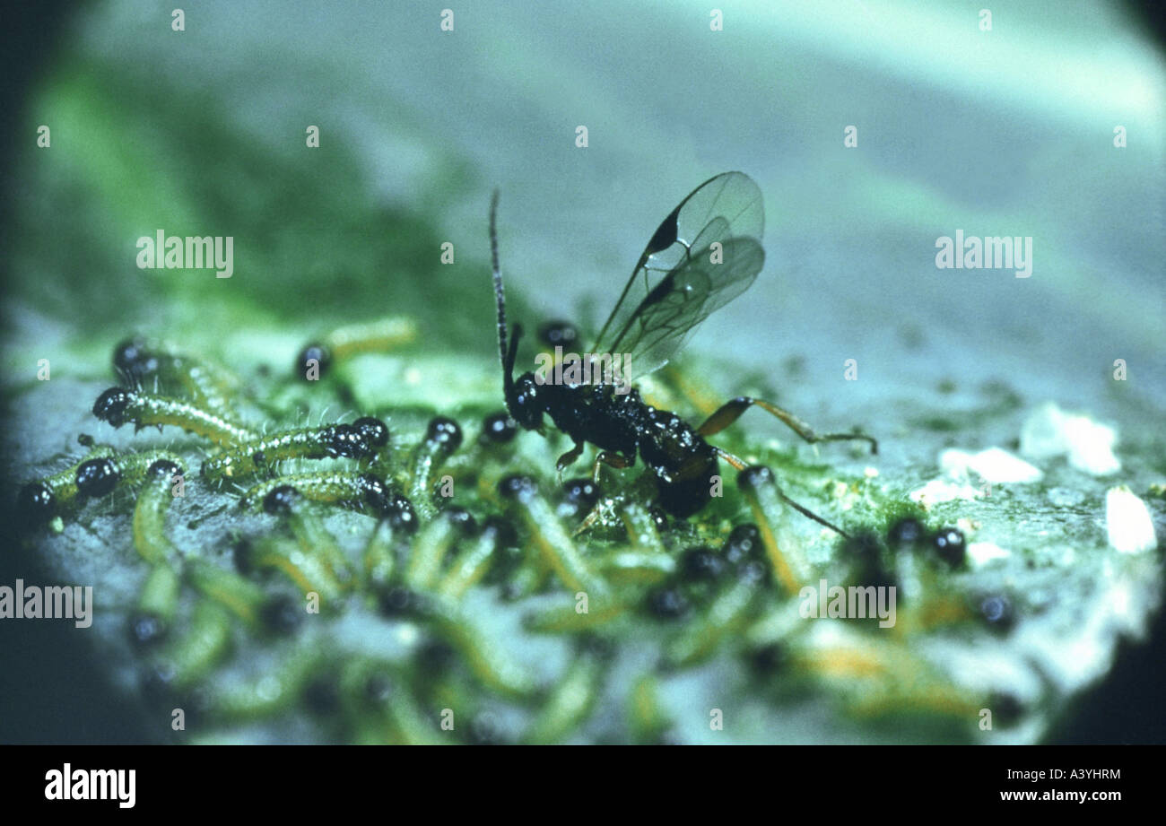 Apanteles glomeratus hi-res stock photography and images - Alamy