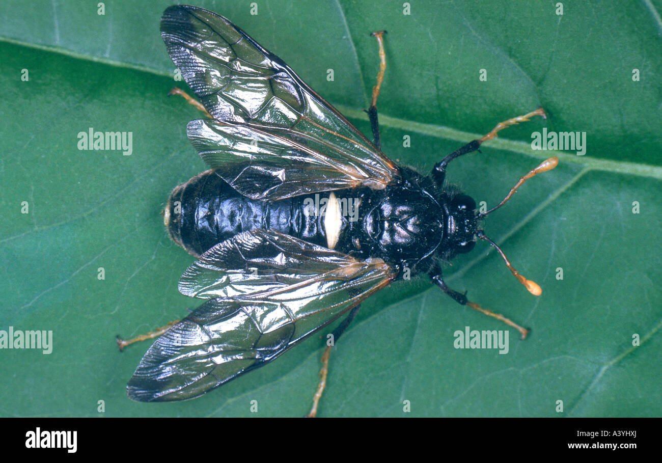 birch sawfly (Cimbex femoratus Stock Photo - Alamy