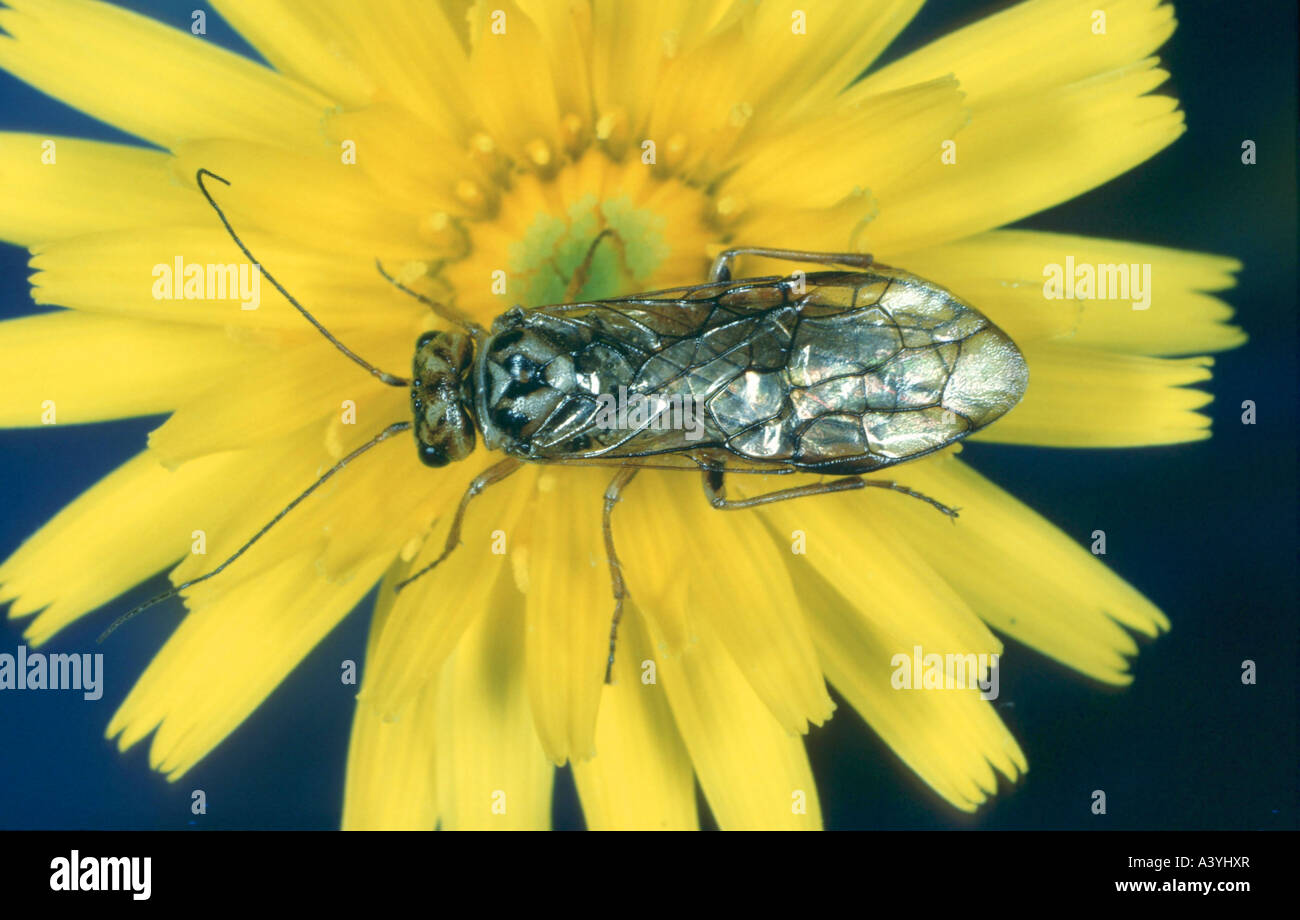 web-spinning spruce sawfly, spruce webspinner (Cephalcia abietis Stock ...