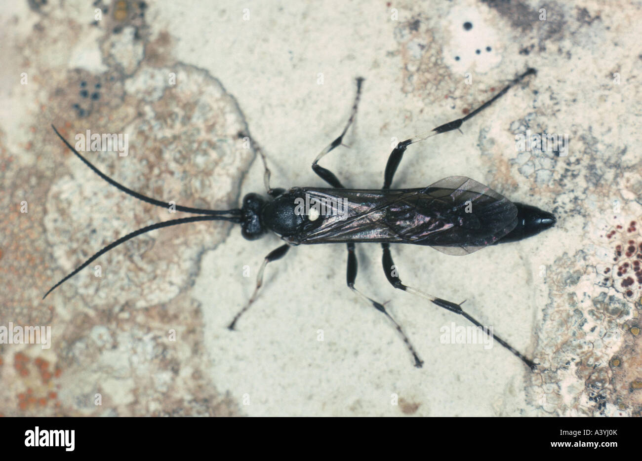 ichneumon fly (Coelichneumon spec Stock Photo - Alamy