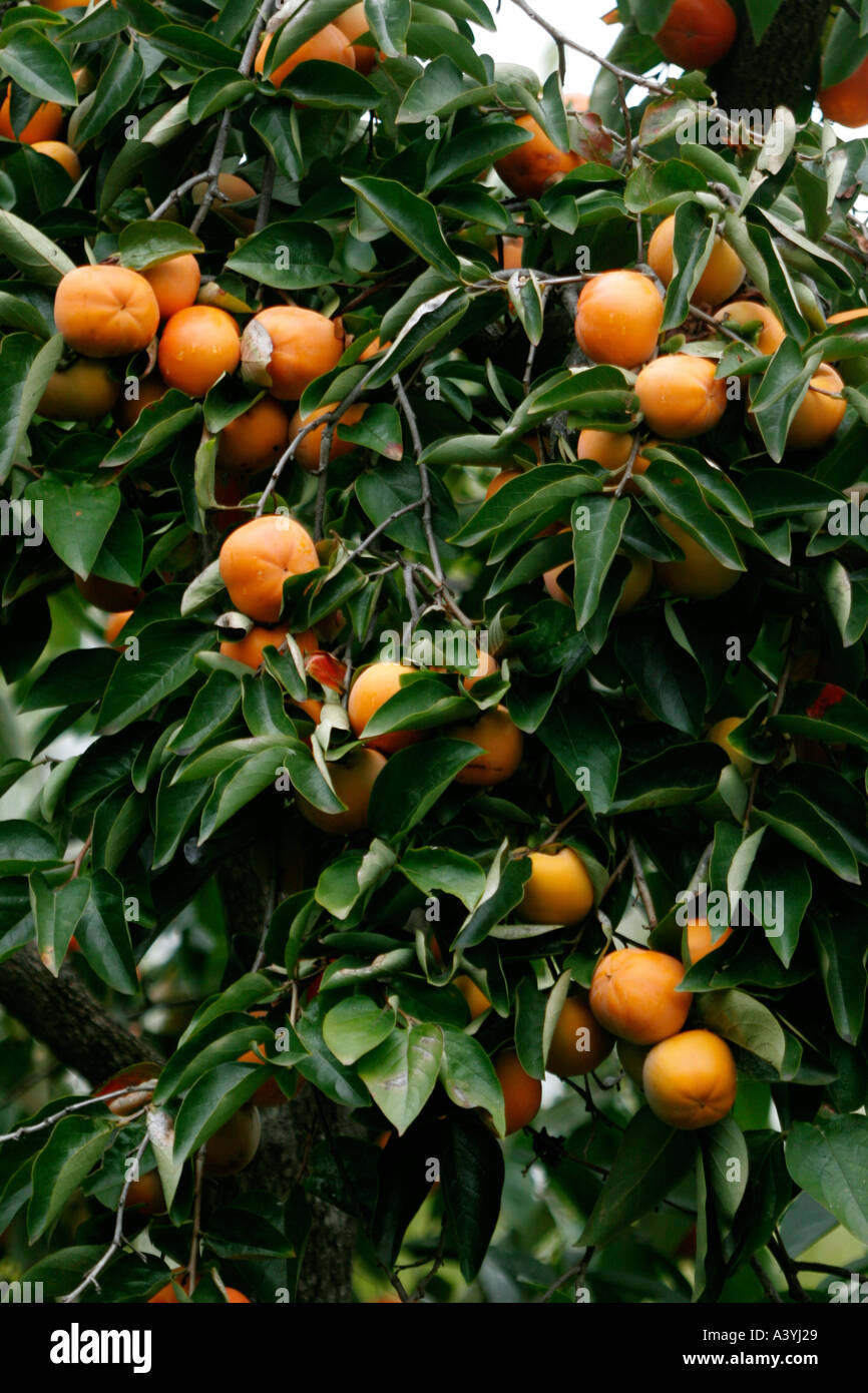 China fruit tree hi-res stock photography and images - Alamy