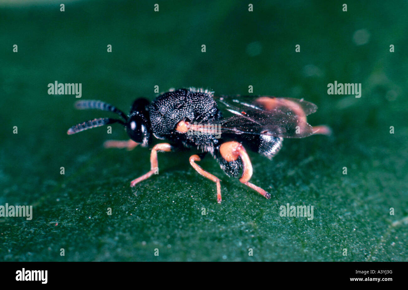 parasitic wasp (Brachymeria femorata Stock Photo - Alamy
