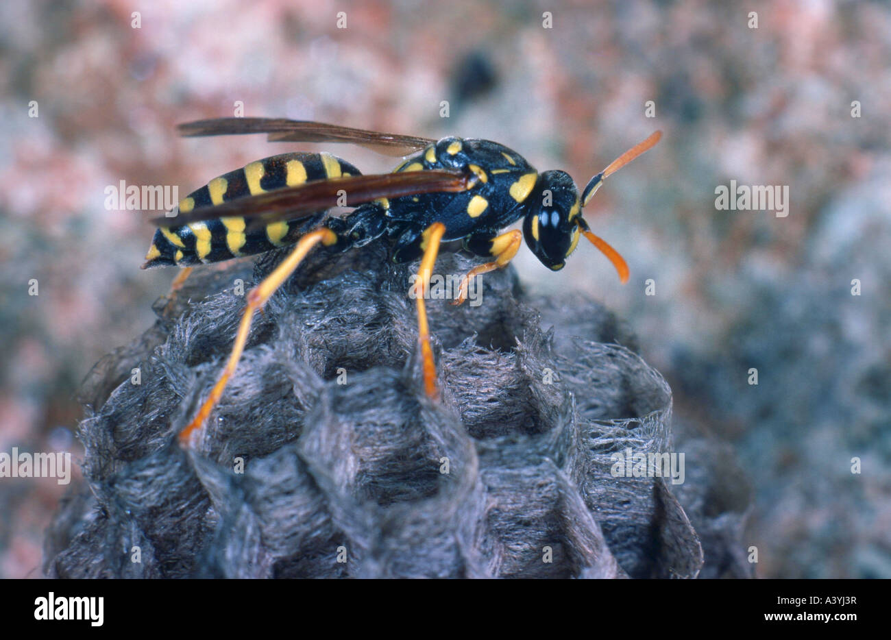 Paper wasp polistes omissus hi-res stock photography and images - Alamy