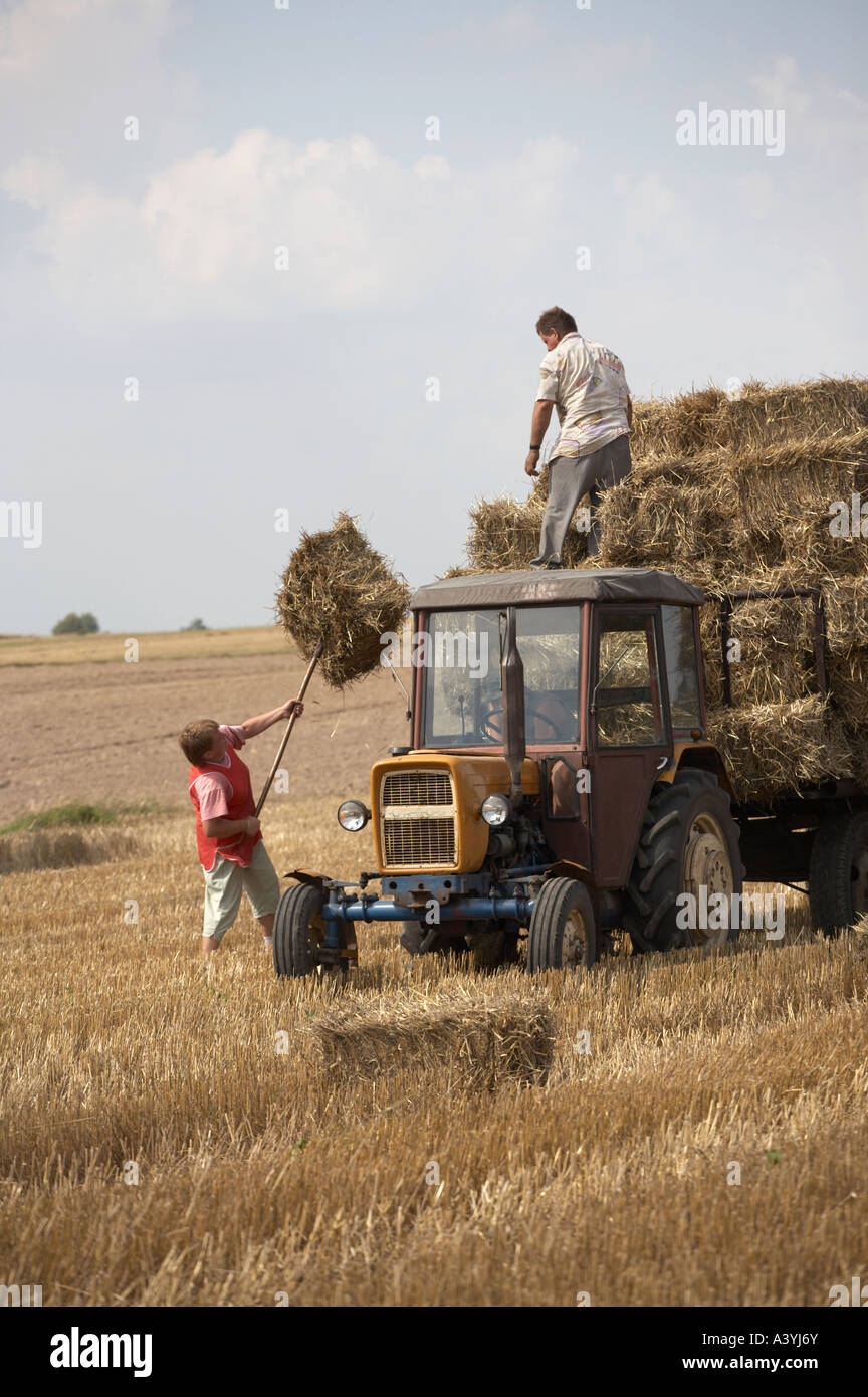 A woman farmer lifting bales of hay onto a trailer pulled by an old ...