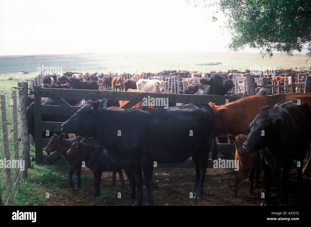Cow paddocks at the mountains of central Argentina Stock Photo - Alamy