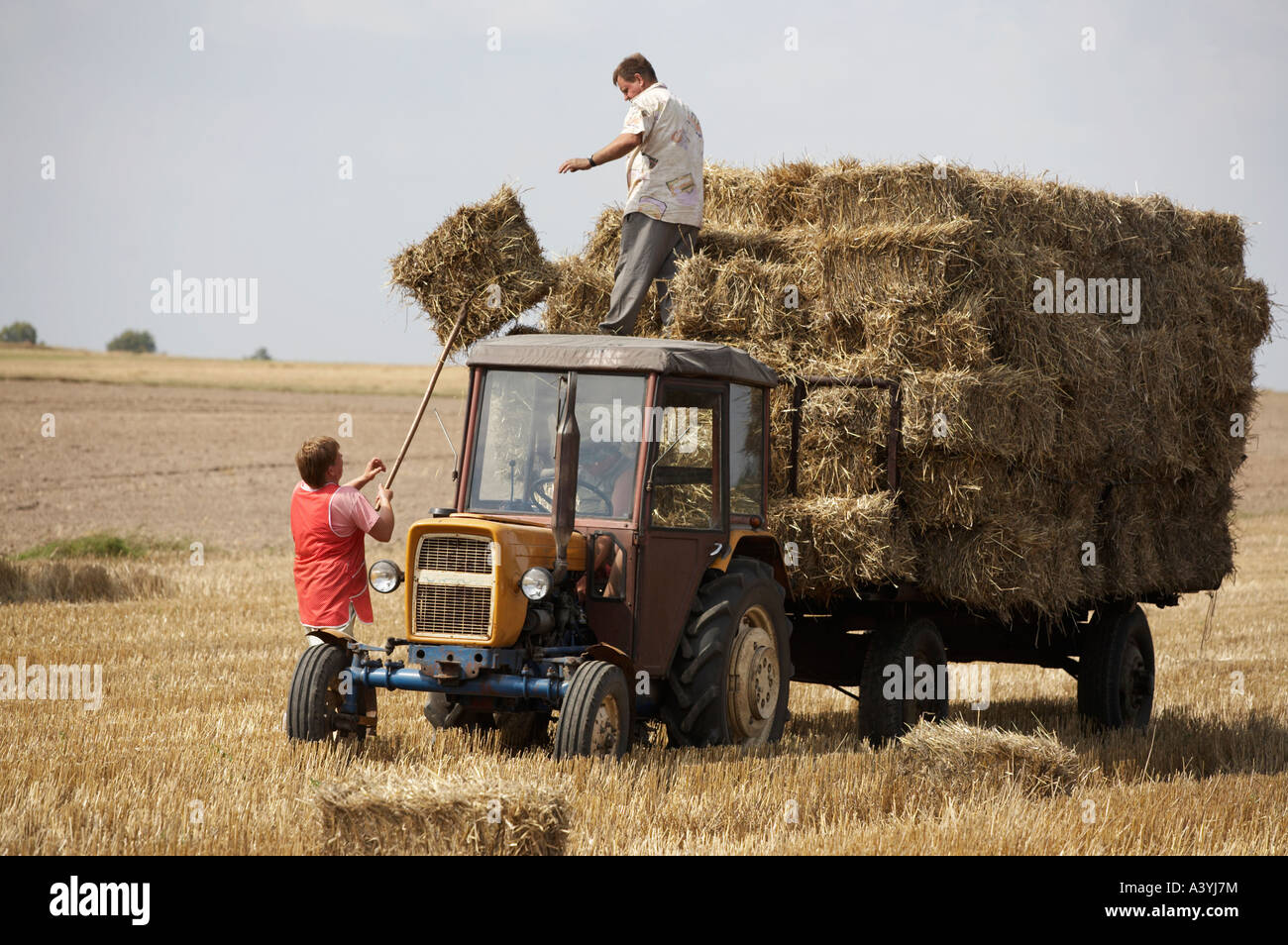 A woman farmer lifting bales of hay onto a trailer pulled by an old ...