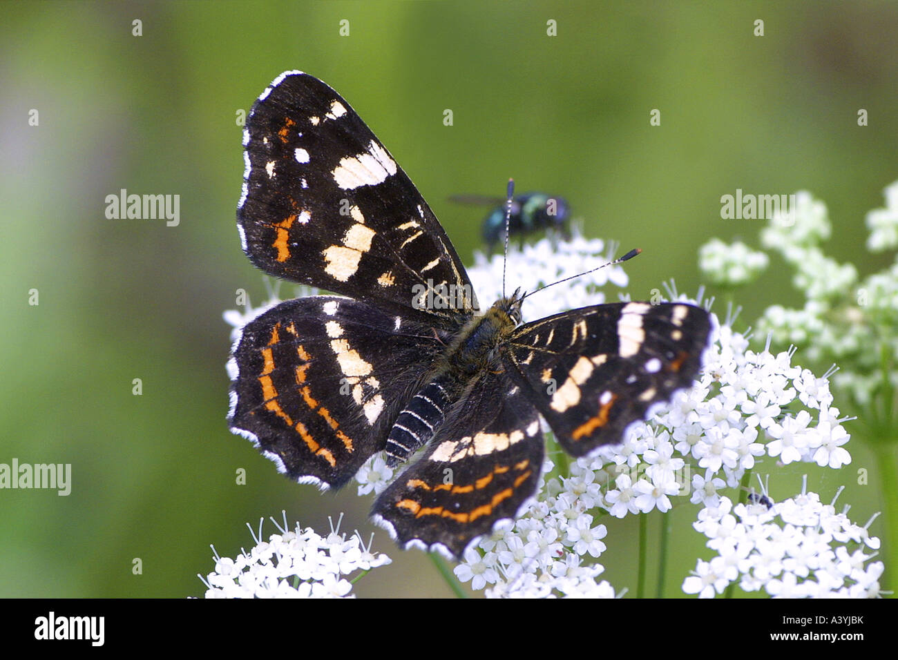 Map butterflys hi-res stock photography and images - Alamy