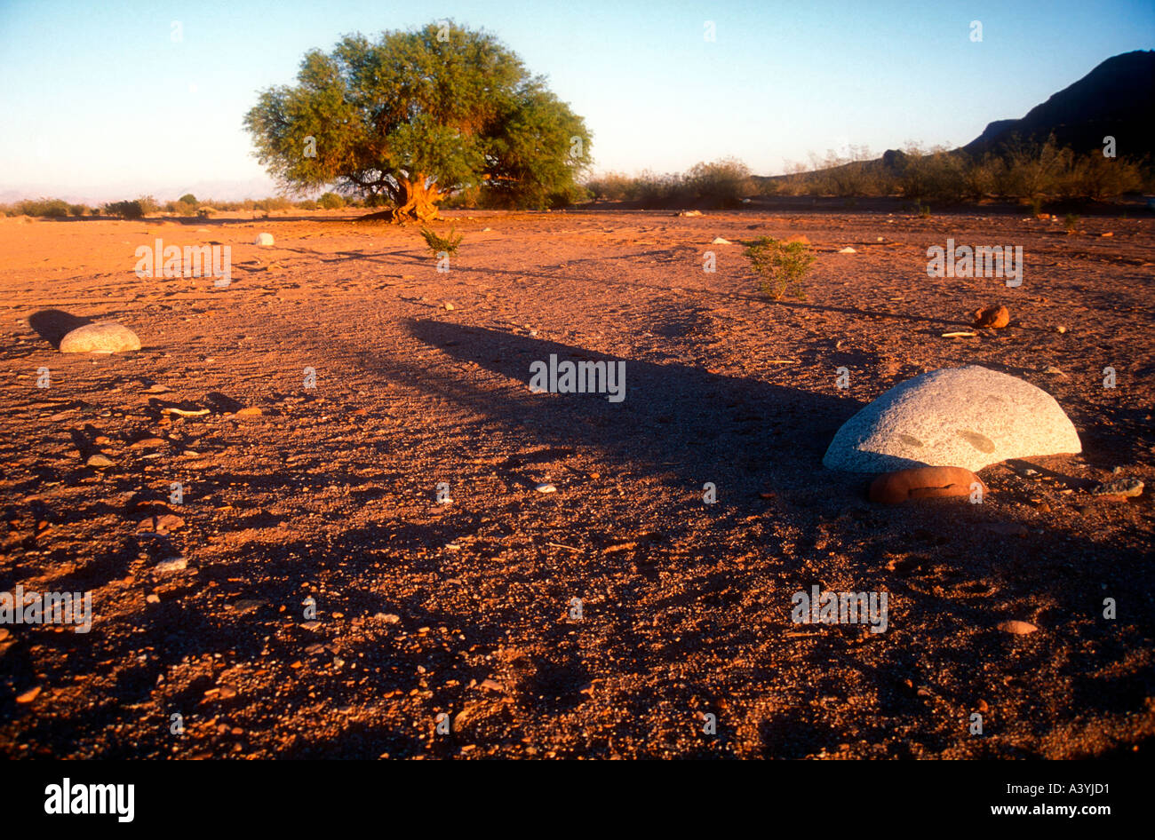 Monte desert hi-res stock photography and images - Alamy