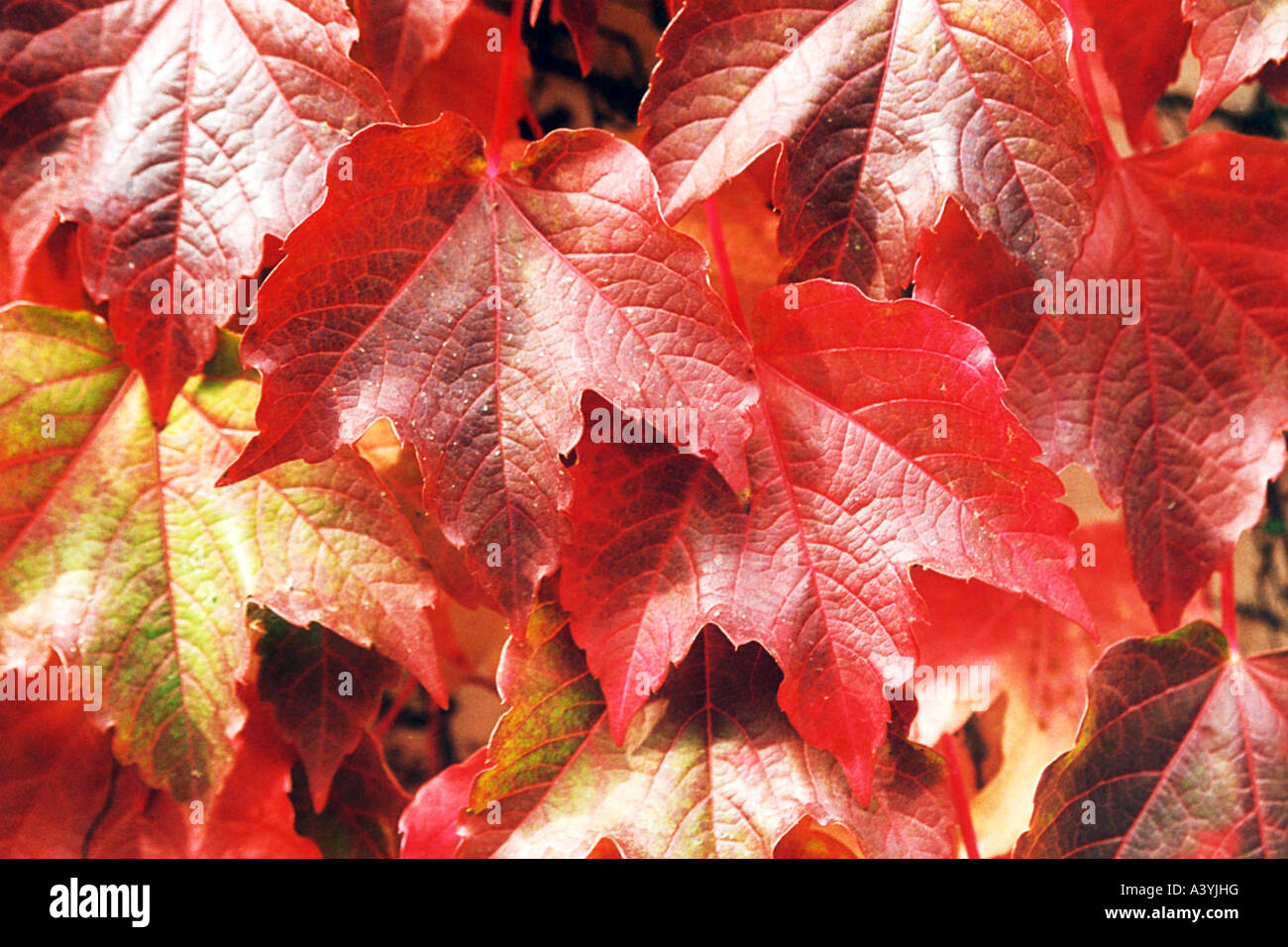 Boston ivy, Japanese creeper (Parthenocissus tricuspidata), leaves in ...