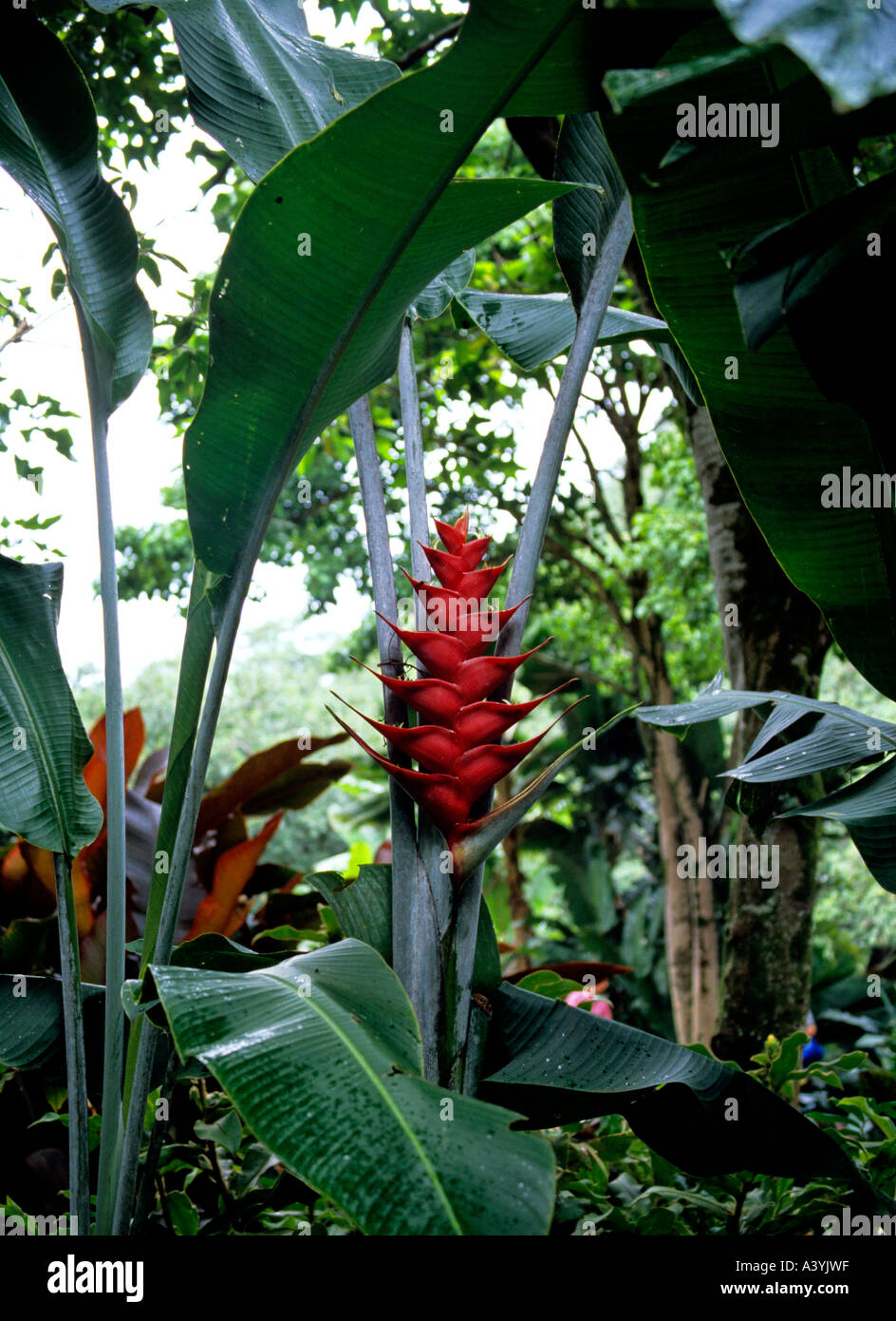 leaves and blossoms of herb and medicinal plant red ginger Alpinia ...
