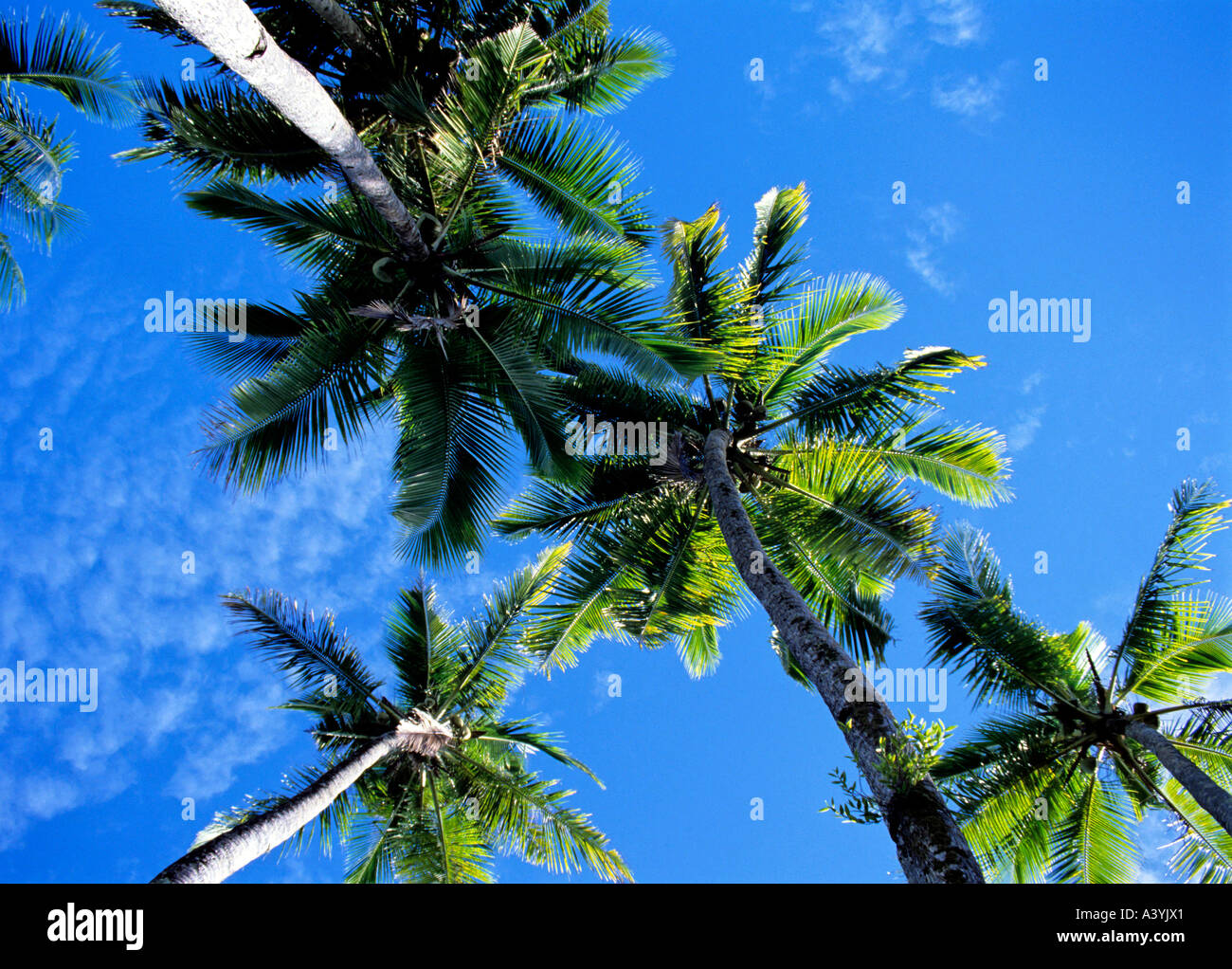 palmtrees islands of western samoa archipelago polynesia Stock Photo ...