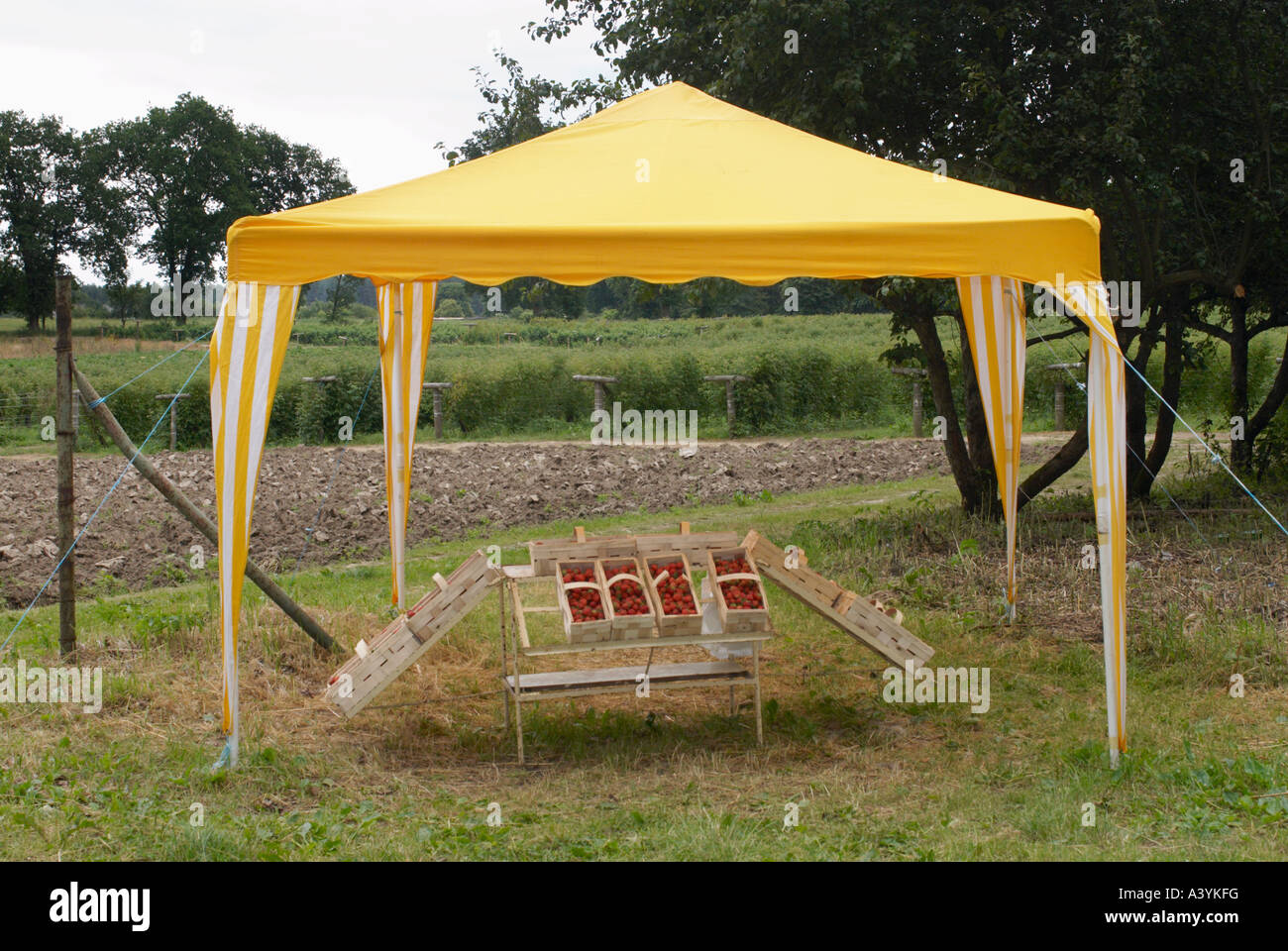A fruit stand on the roadside selling strawberries Stock Photo - Alamy
