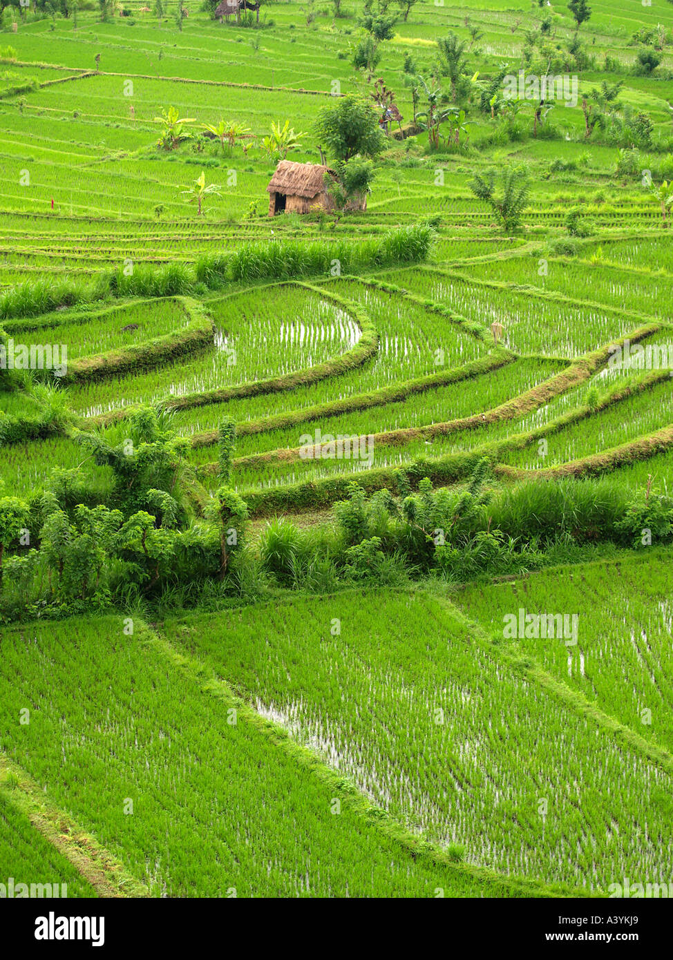 Bali rice paddy Stock Photo - Alamy