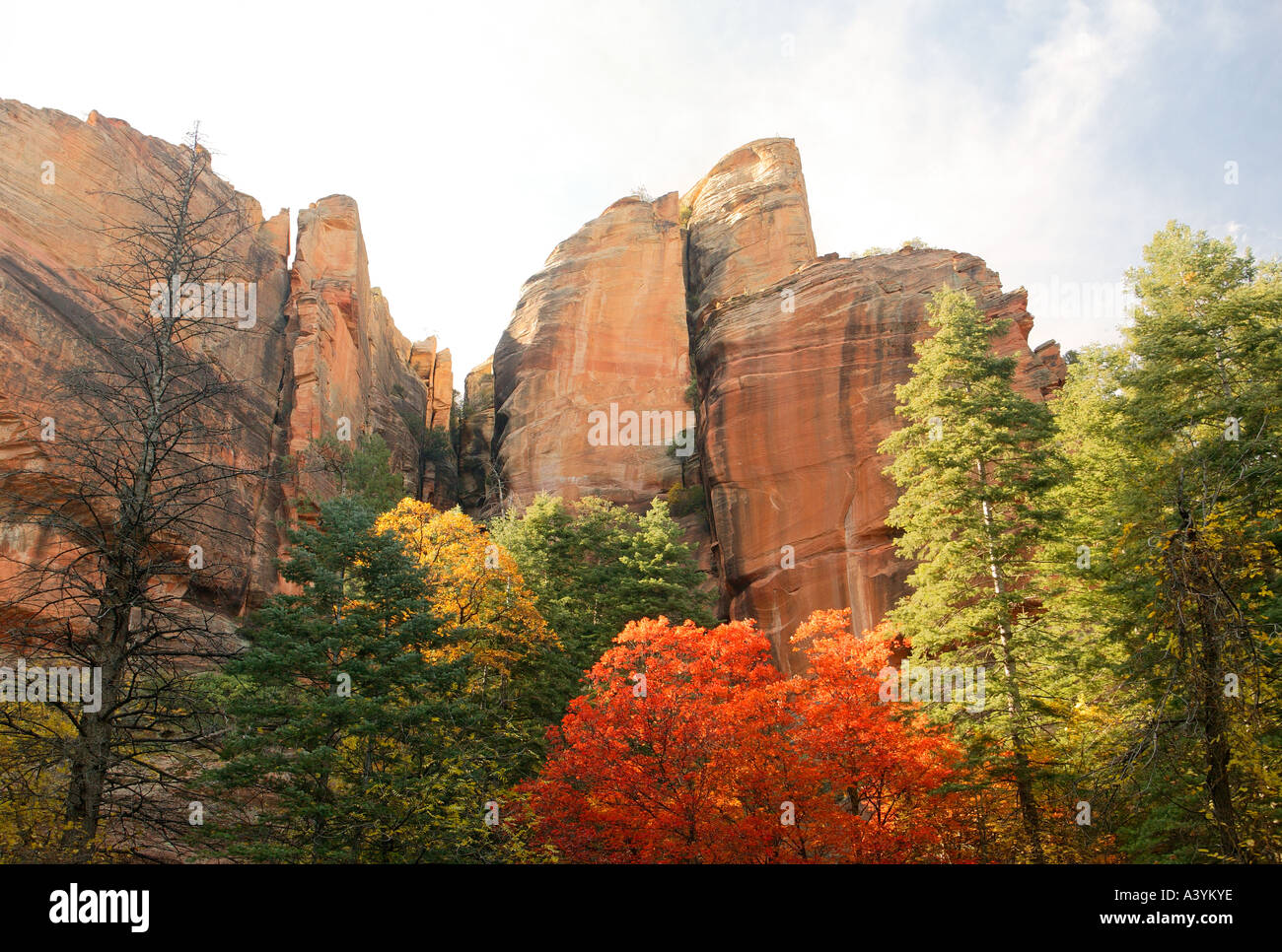 Coconino National Forest Hiking Trails