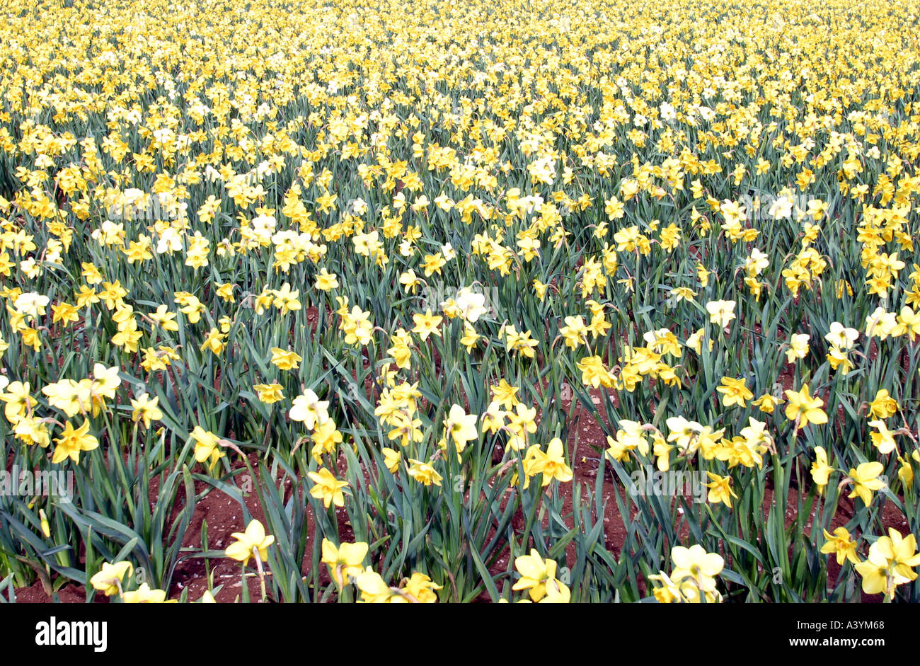 Daffodil Field Cornwall High Resolution Stock Photography and Images ...