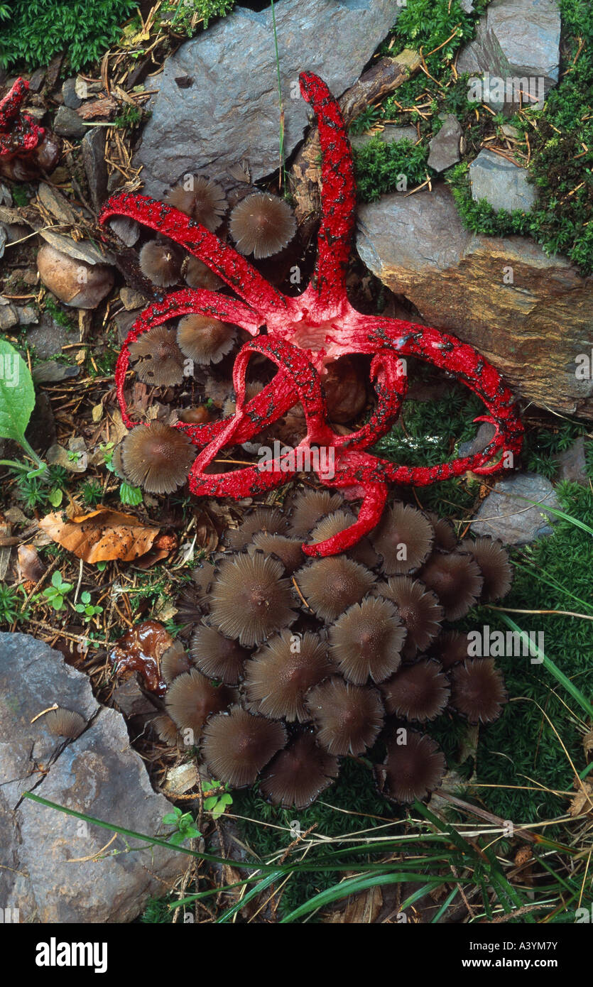 devil's fingers, devil's claw fungus, giant stink horn, octopus ...